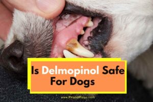 Is Delmopinol Safe For Dogs (The Truth!)
